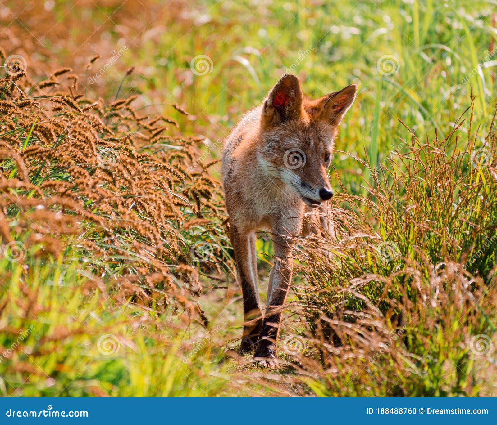 Fox Goes Ahead for Prey in Field Stock Photo - Image of beast, people ...