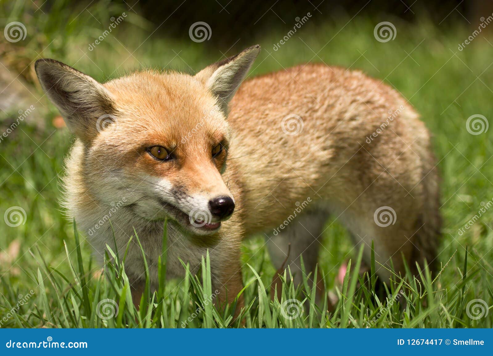 Fox in grass stock image. Image of outdoor, portrait - 12674417