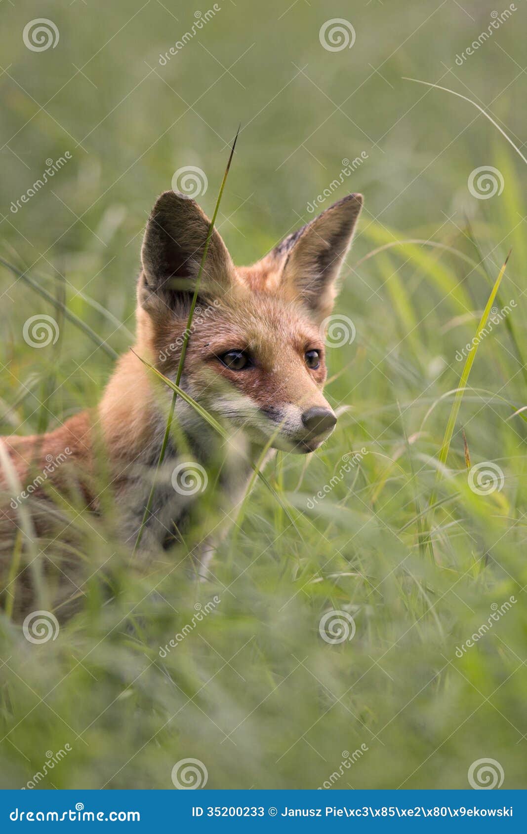 Fox in the grass stock image. Image of mice, forest, animals - 35200233