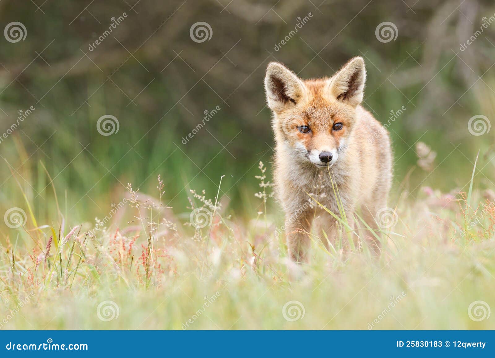 Fox in green field stock image. Image of vulpes, alertness - 25830183