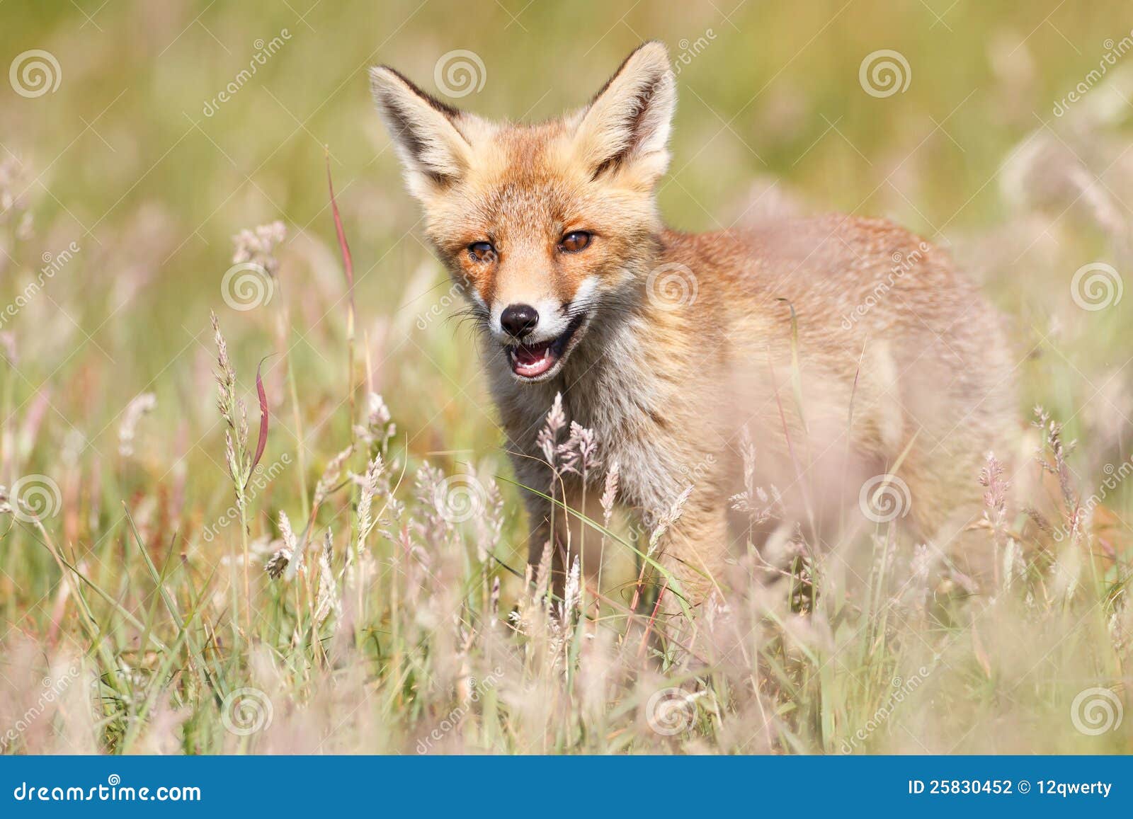 Fox in green field stock photo. Image of green, countryside - 25830452