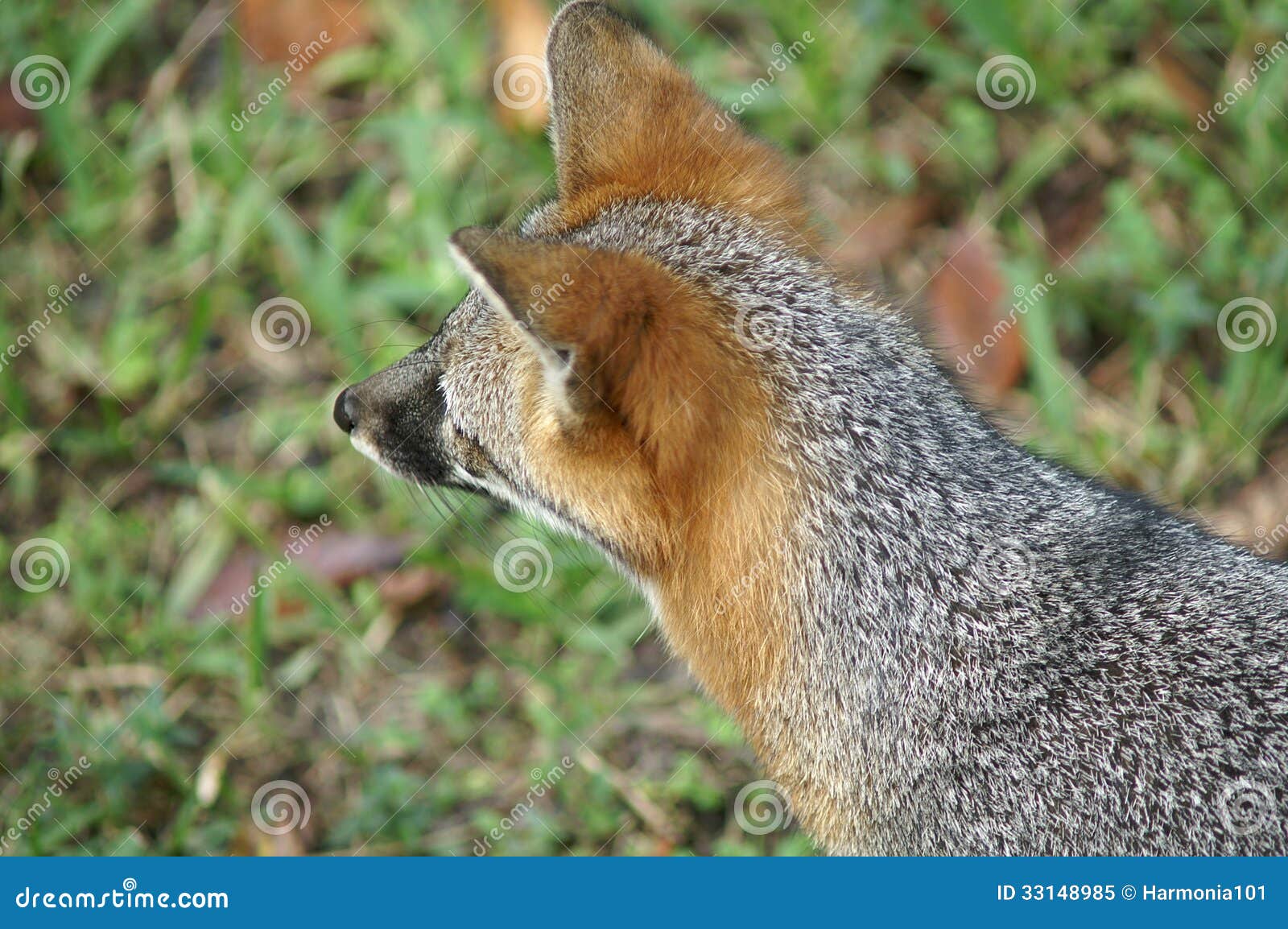 Fox stock image. Image of gray, cinereoargenteus, hunt - 33148985