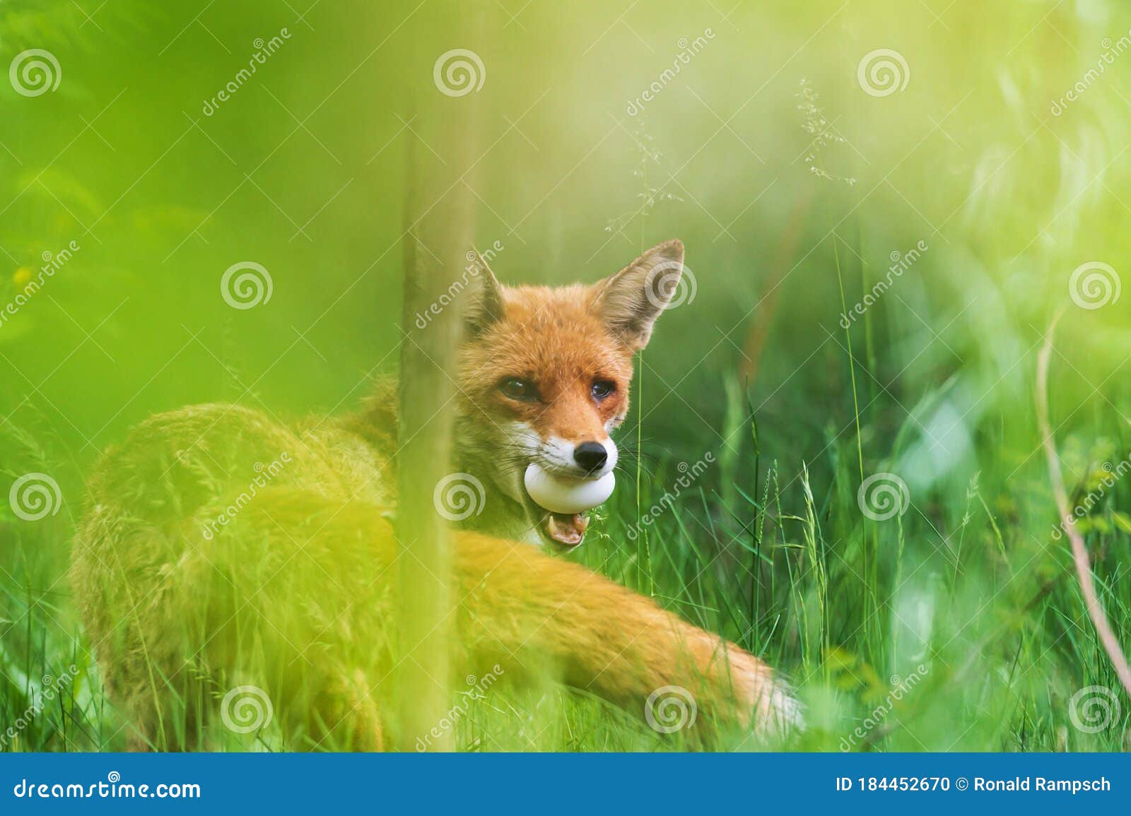 A Fox Has an Egg in His Mouth Stock Photo - Image of pretty, carnivore ...