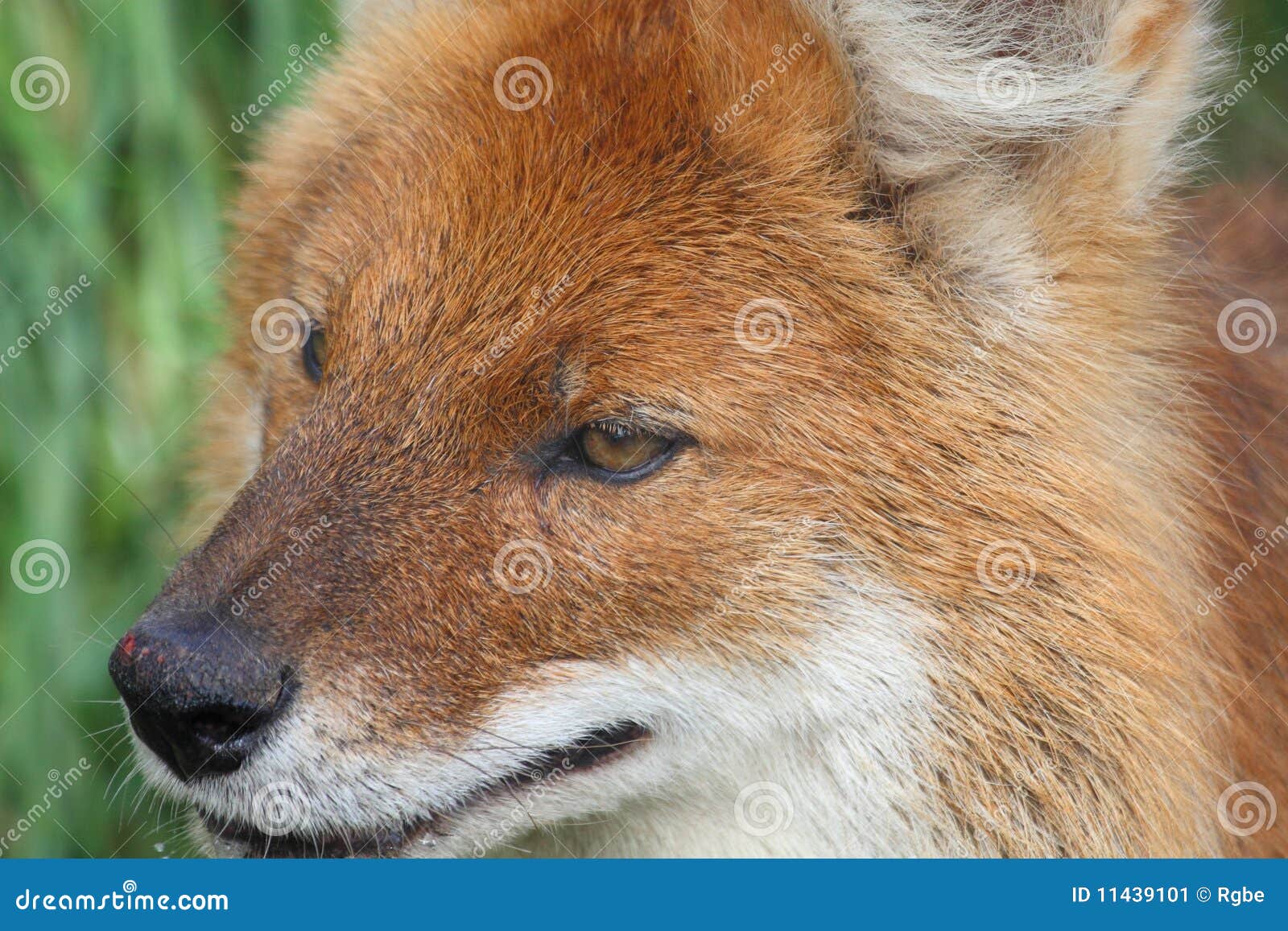 Fox head stock image. Image of portrait, nature, wild - 11439101