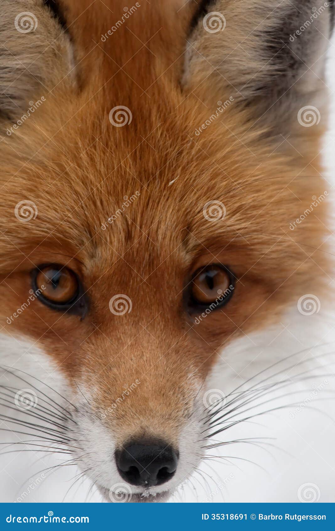 Fox head stock image. Image of wild, foxes, begging, stares - 35318691