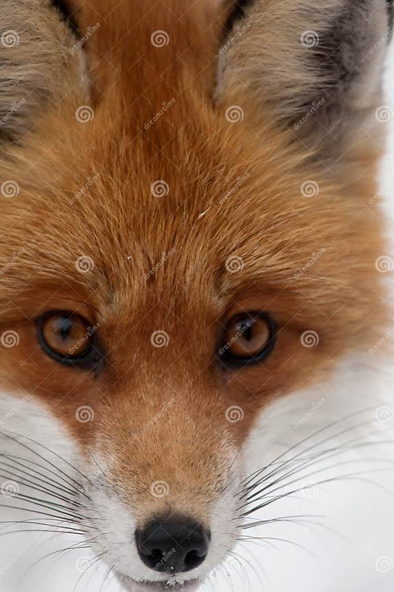 Fox head stock image. Image of wild, foxes, begging, stares - 35318691