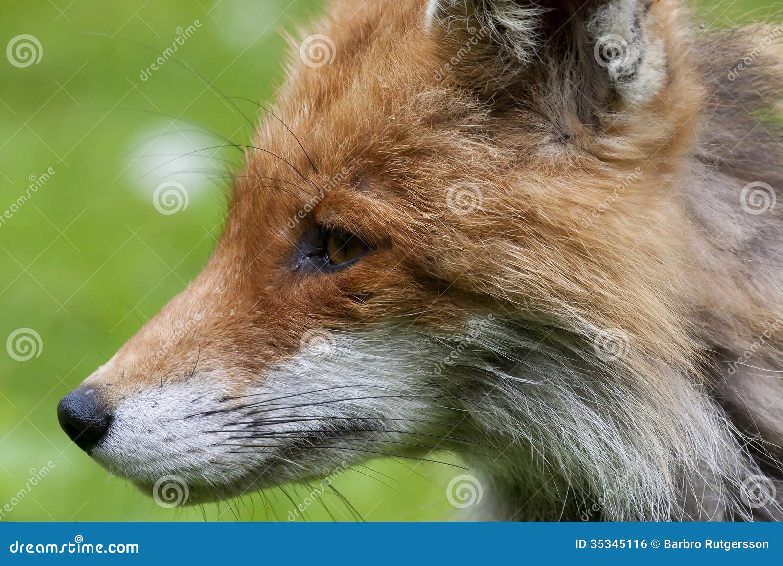 Fox head stock photo. Image of foxes, european, animal - 35345116