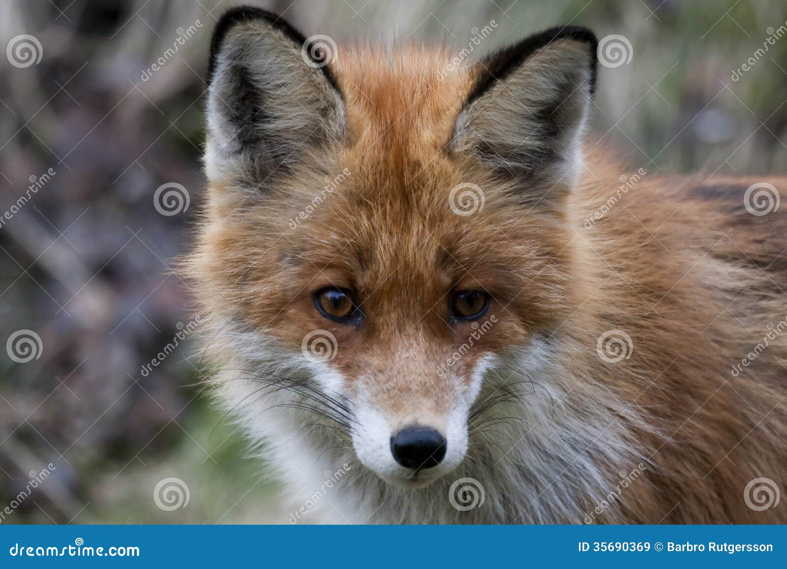 Fox head stock image. Image of nose, begging, closeup - 35690369