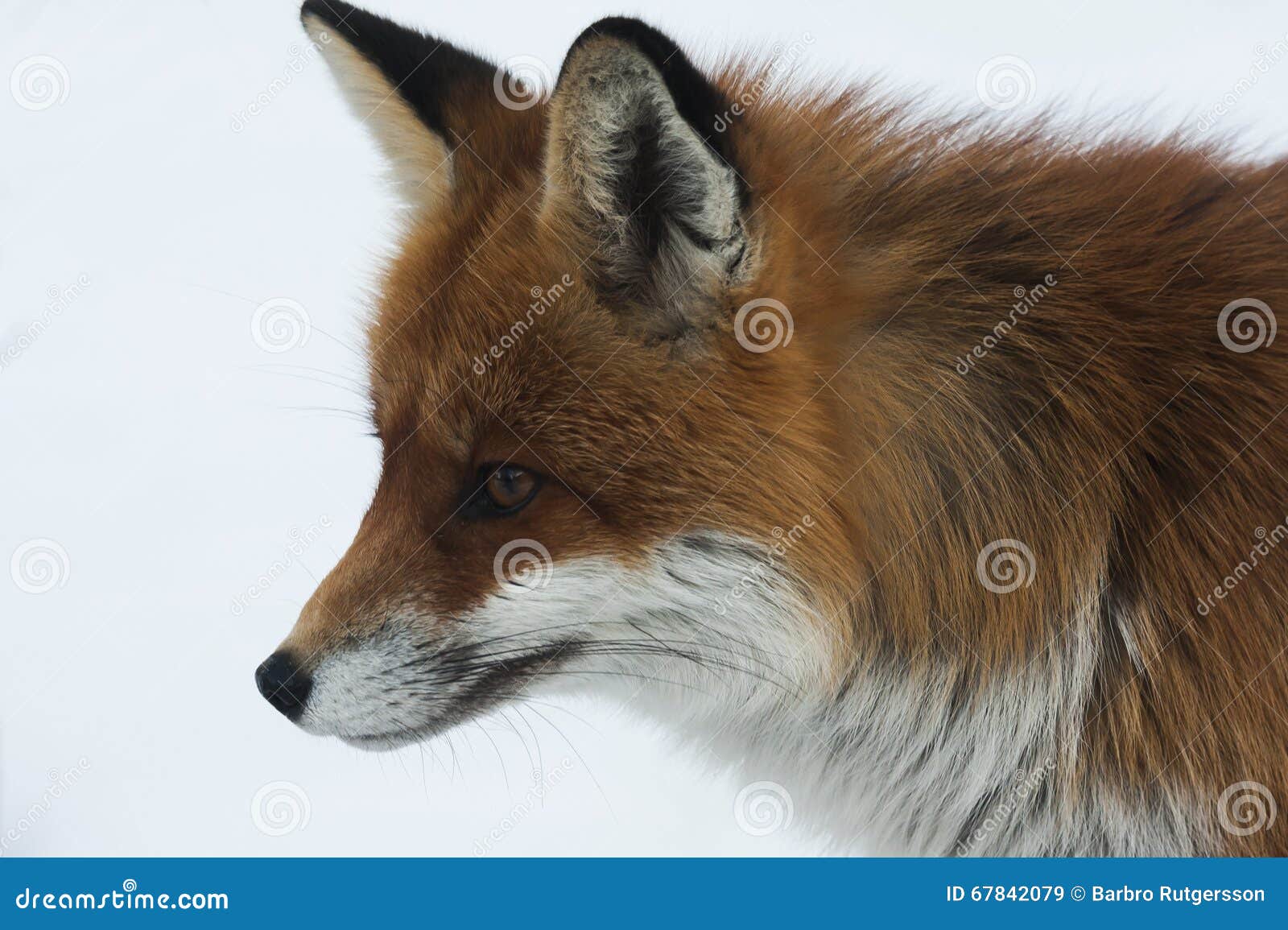 Fox head stock image. Image of carnivore, close, wildlife - 67842079