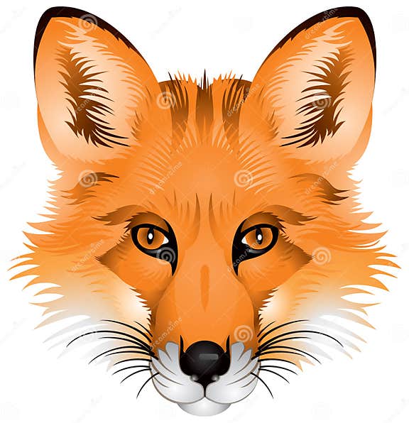 Fox head, realistic image stock vector. Illustration of wild - 17185480
