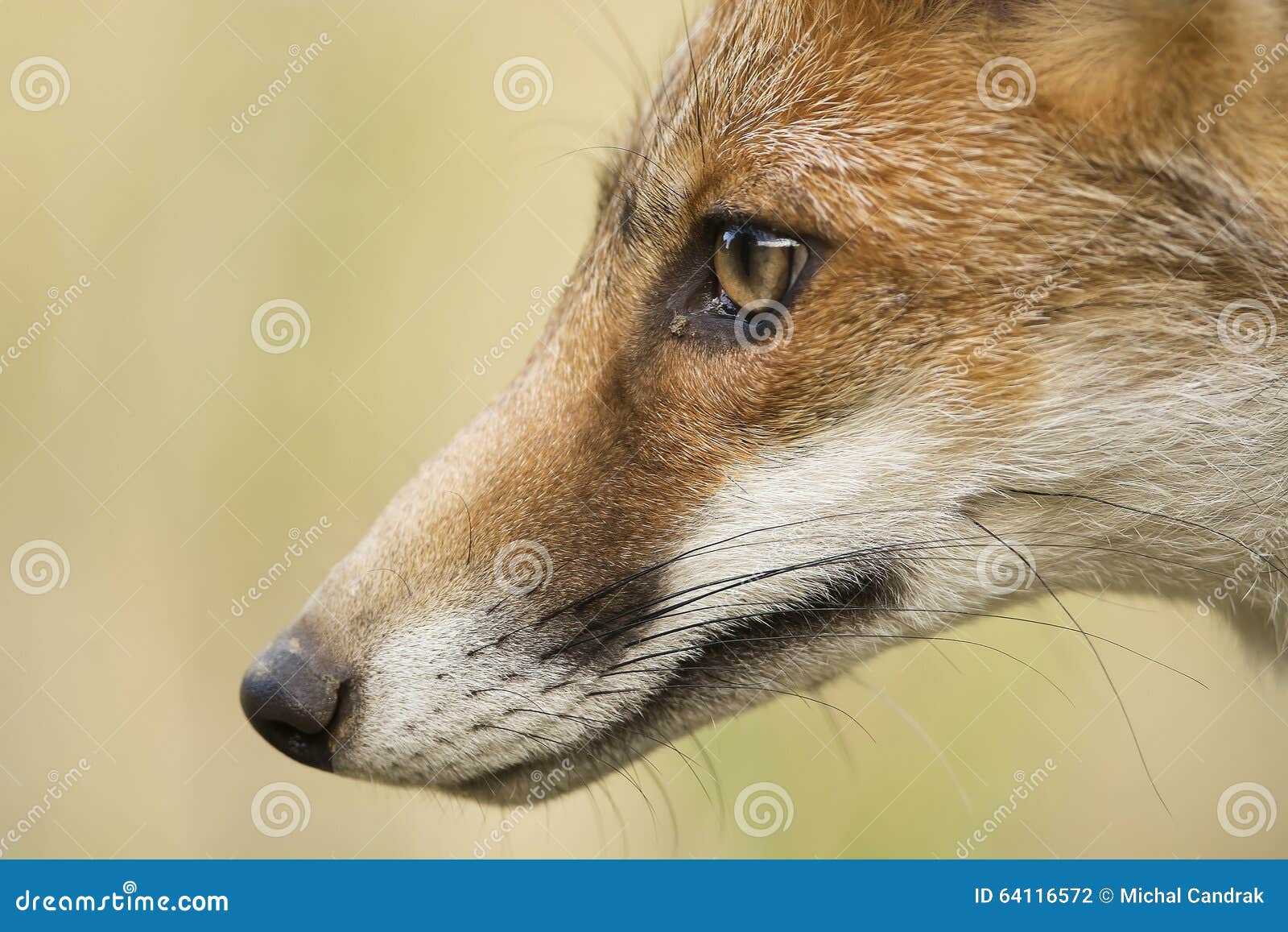 Red Fox Face Close Up