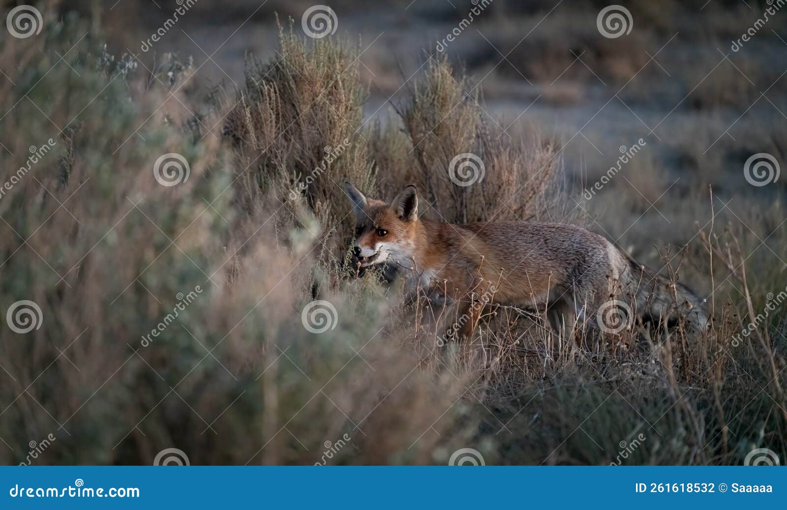 Fox Hidden into the Bush at Dusk Stock Photo - Image of iberian ...