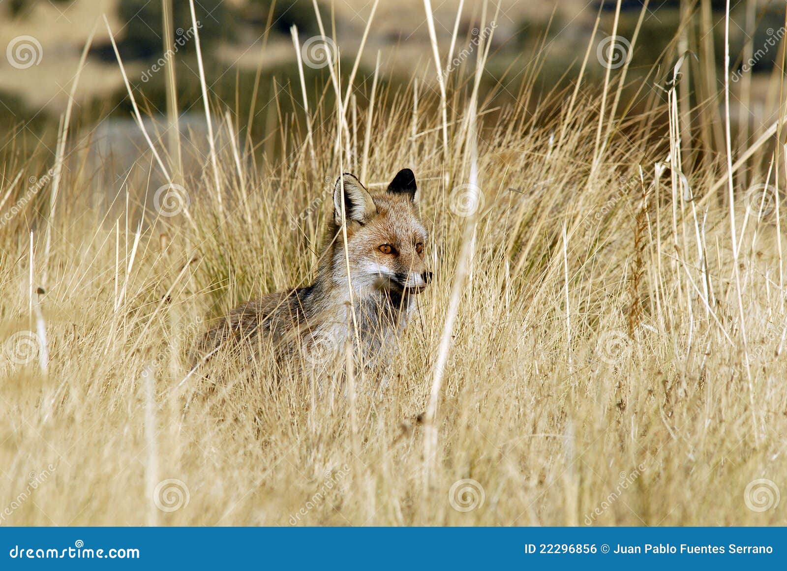 Fox hiding stock photo. Image of ears, landscapes, nature - 22296856