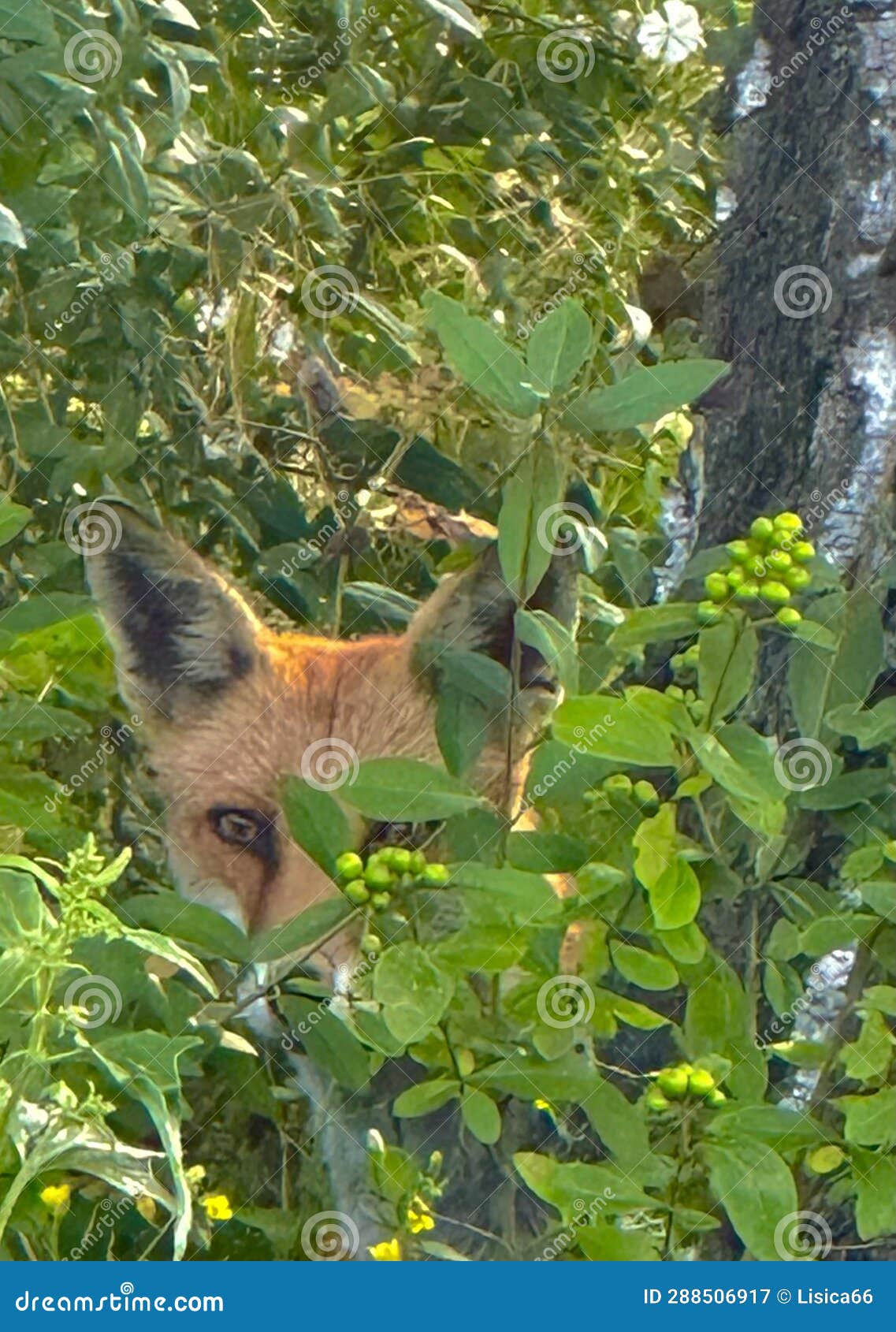 The Fox is Hiding Near the Tree Trunk Stock Image - Image of portrait ...