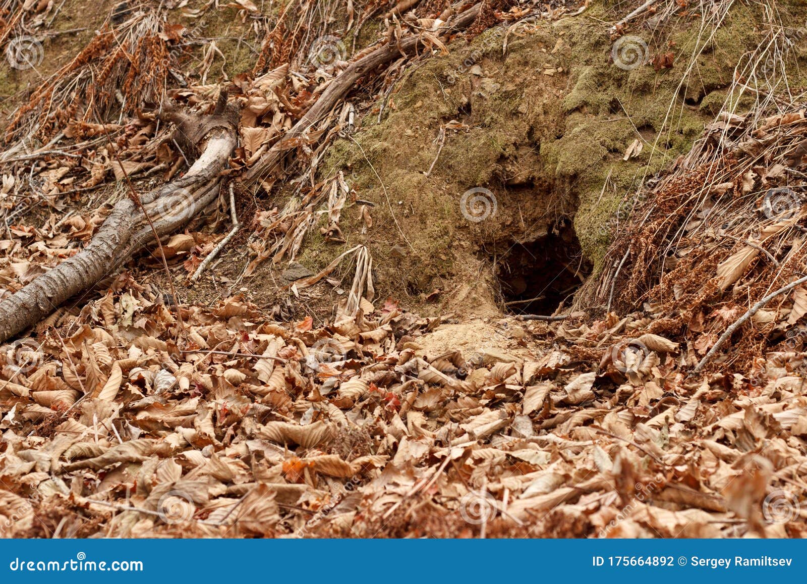 Fox Hole in the Autumn Forest Stock Photo - Image of moss, ecology ...