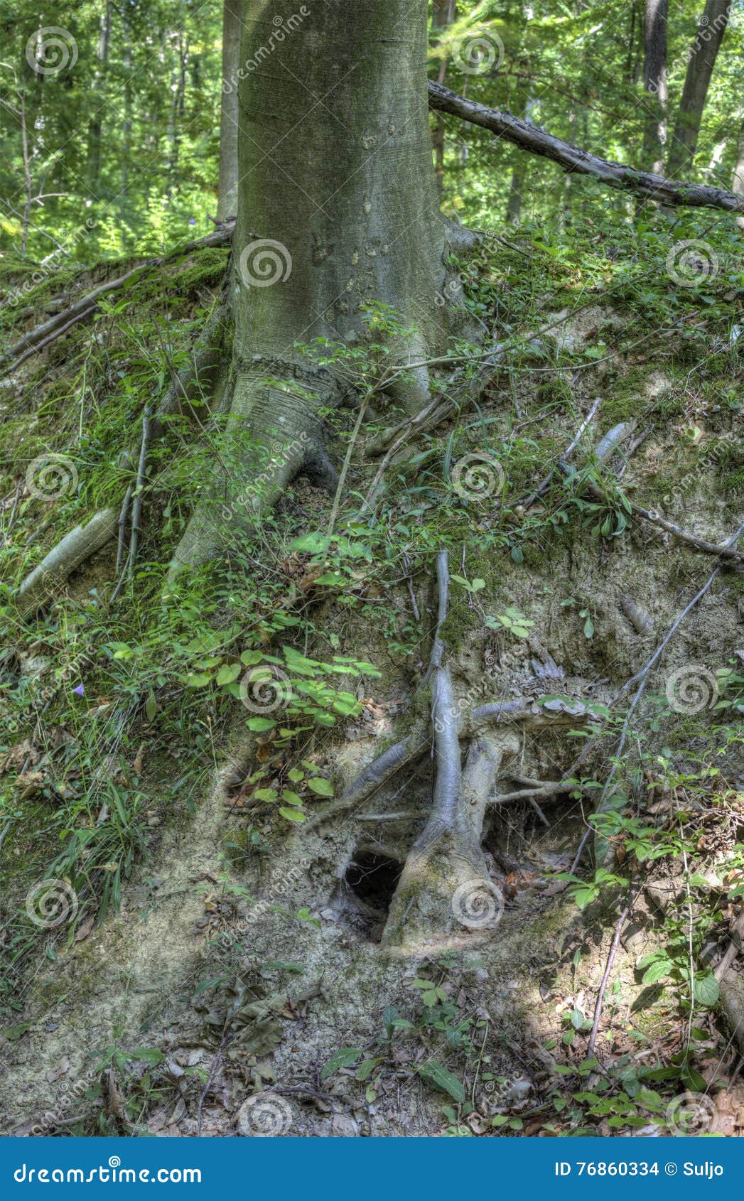 Fox Hole Burrow stock photo. Image of entry, stump, hole - 76860334