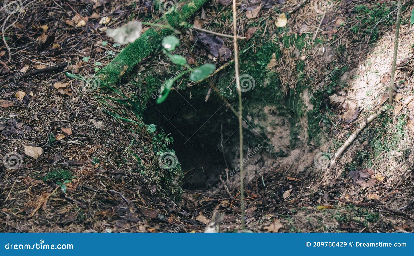 Fox Hole Overgrown with Moss in the Forest of the Middle Zone Stock ...