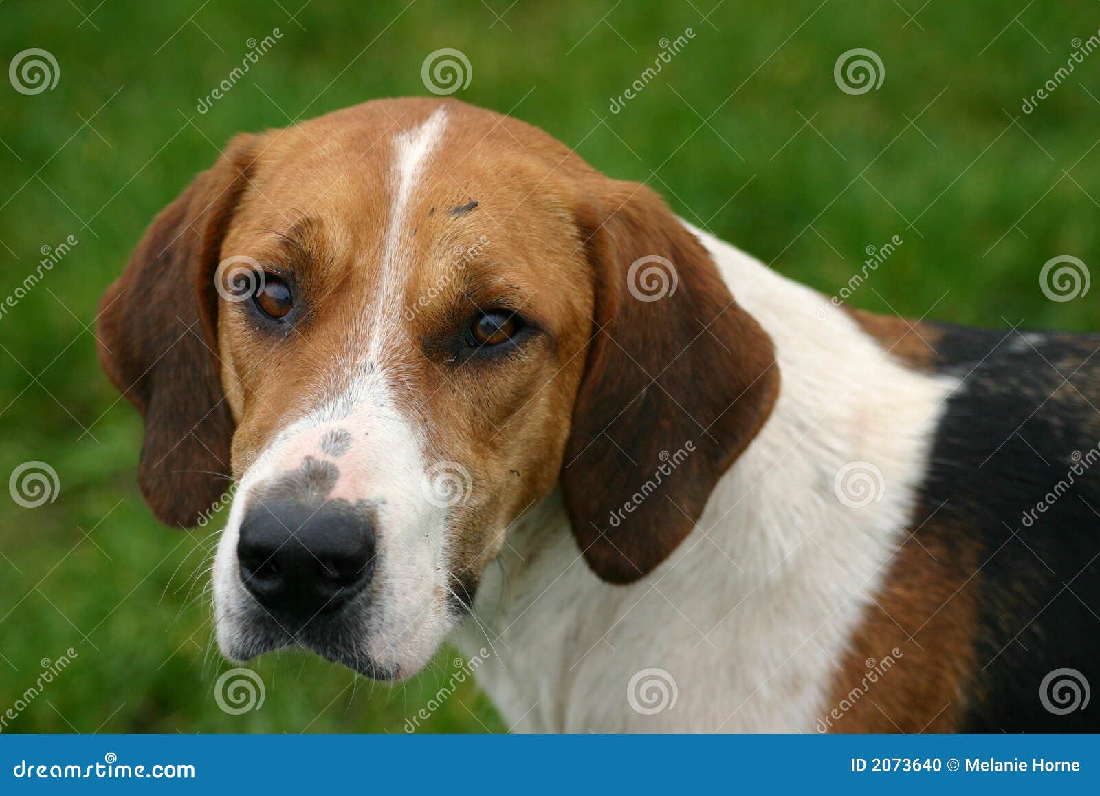Fox Hound stock photo. Image of loyalty, hunt, farm, working - 2073640