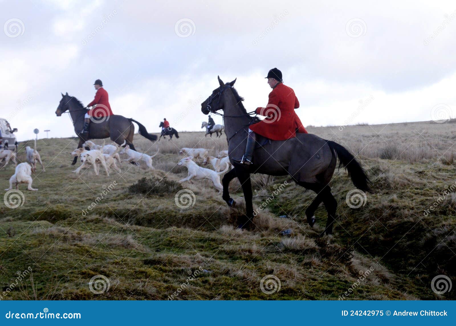 Fox hunting editorial image. Image of ridding, hounds - 24242975