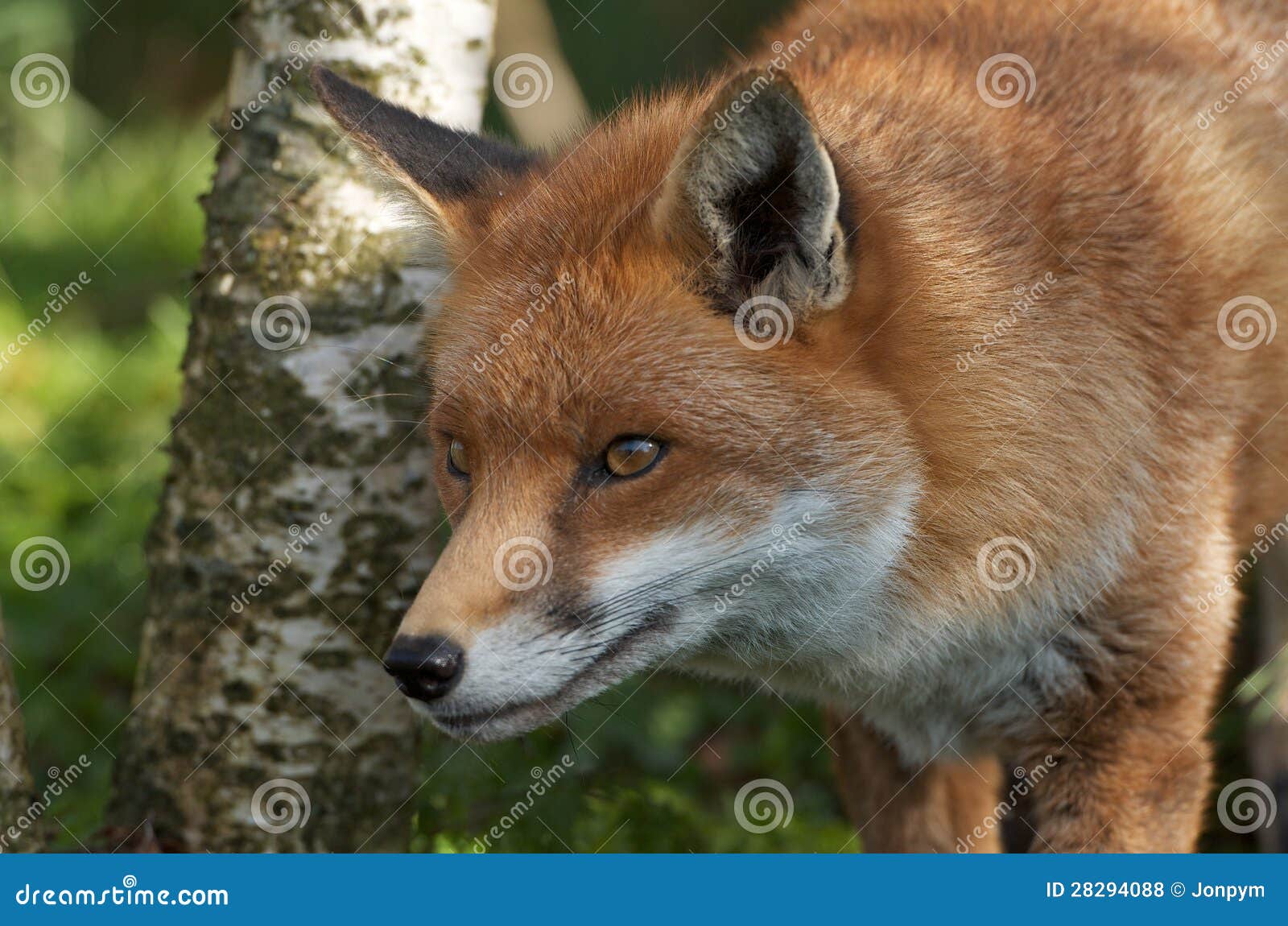 Fox Hunting stock photo. Image of hunt, foxy, ears, fluffy - 28294088