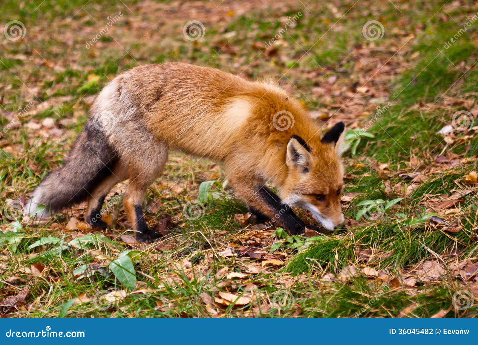 Fox hunting stock photo. Image of discovery, pets, cute - 36045482