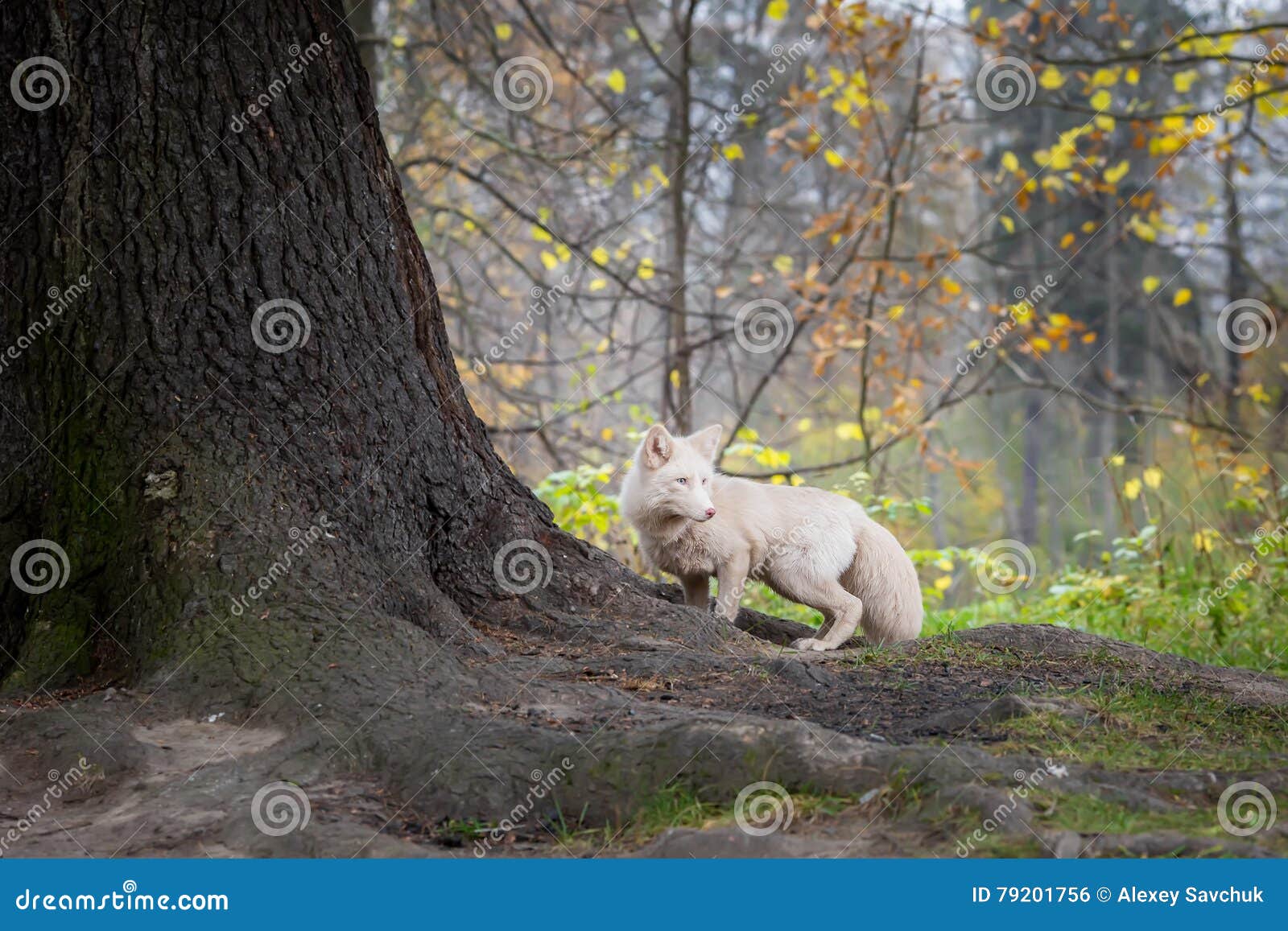 Fox Hunting in the Forest. Autumn Stock Photo - Image of fall, portrait ...