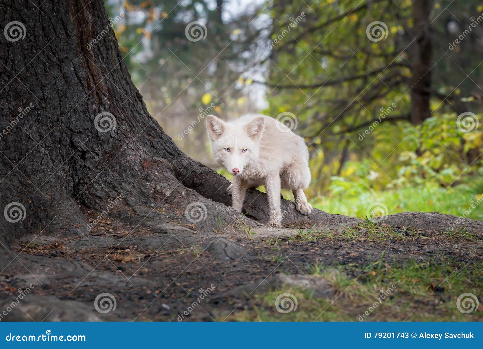 Fox Hunting in the Forest. Autumn Stock Image - Image of mammal, cute ...