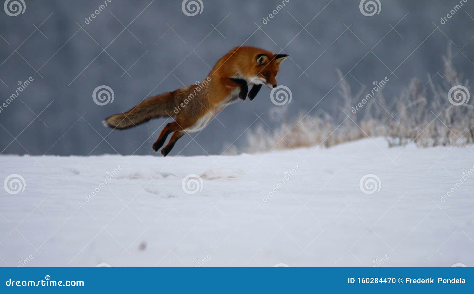 Fox Hunting Mouse Trought Winter Stock Photo - Image of backround, deer ...