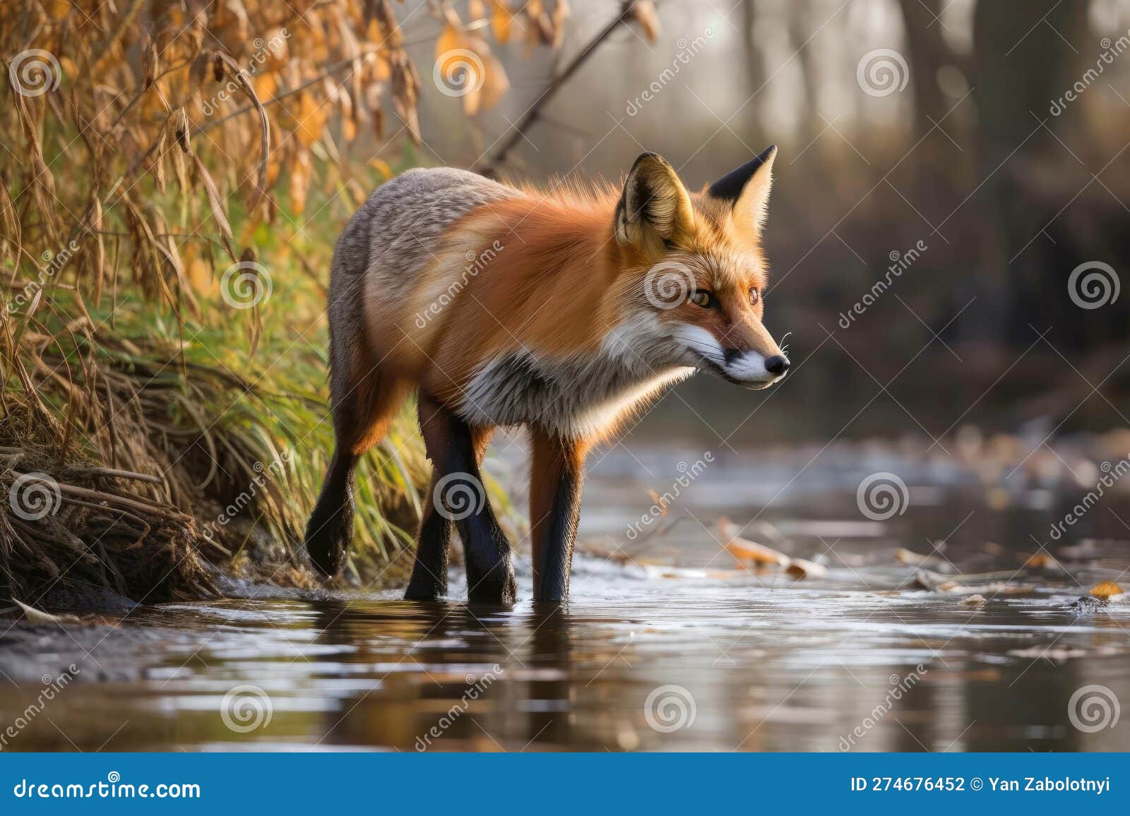 A Fox Hunting for Prey Near a River. Generative AI Stock Illustration ...