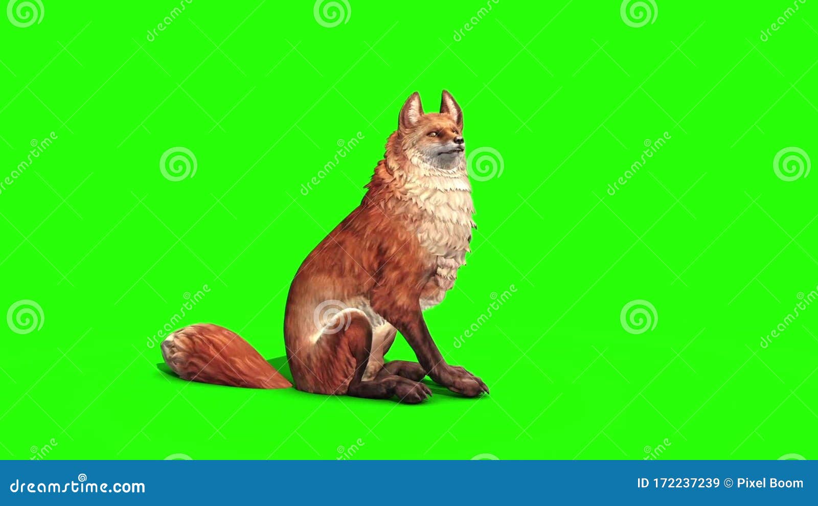 Fox Idle Side Green Screen 3D Rendering Animation Animals Stock Video ...
