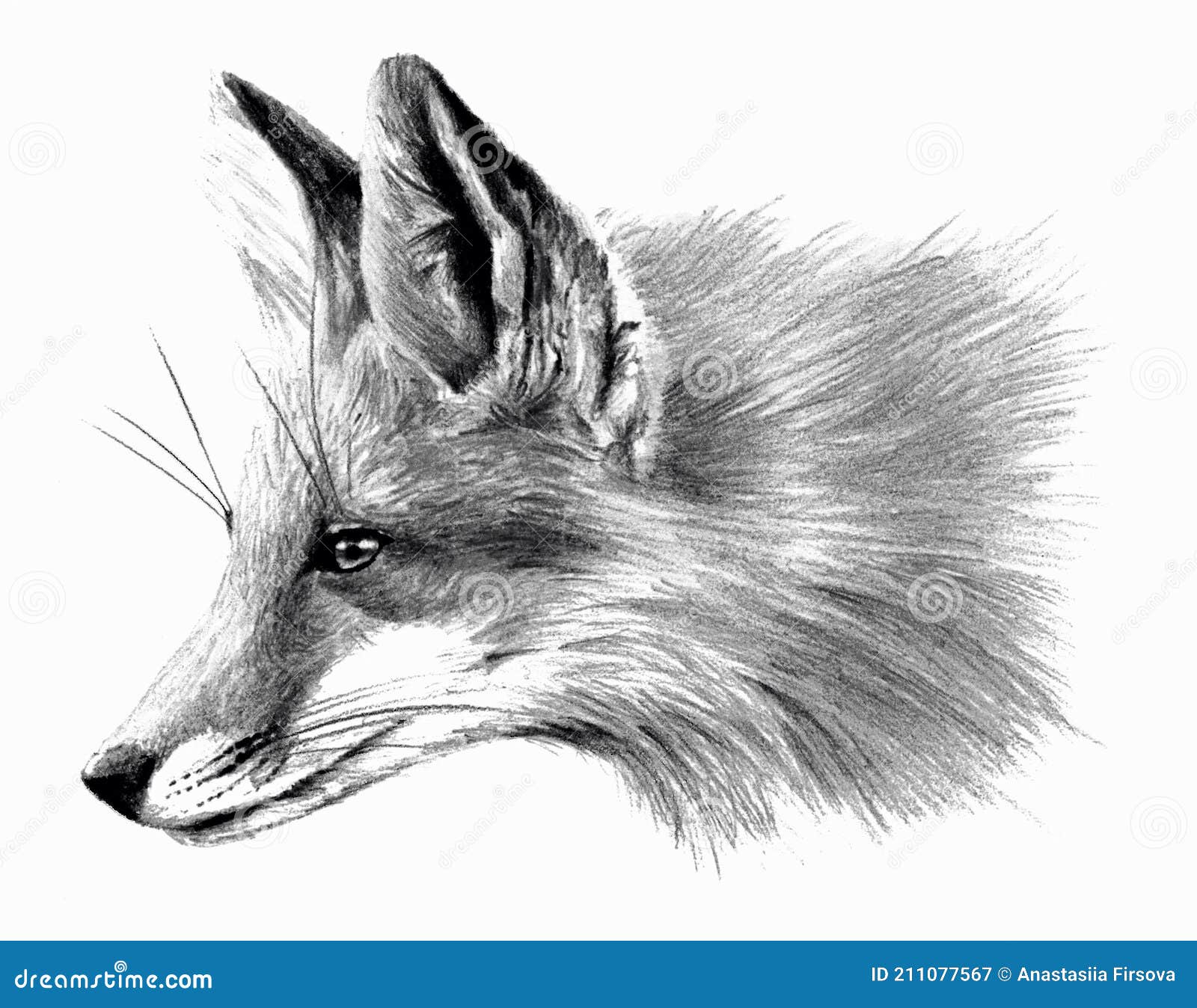 Red Fox Pencil Drawings