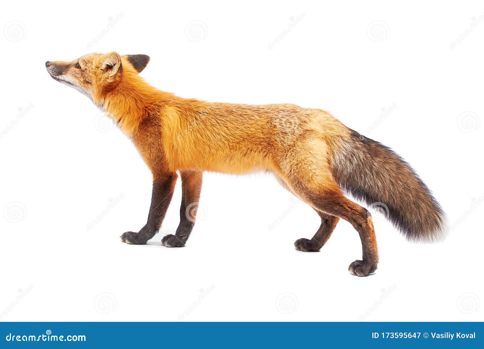 Fox Isolated on White Background Stock Image - Image of fluffy ...