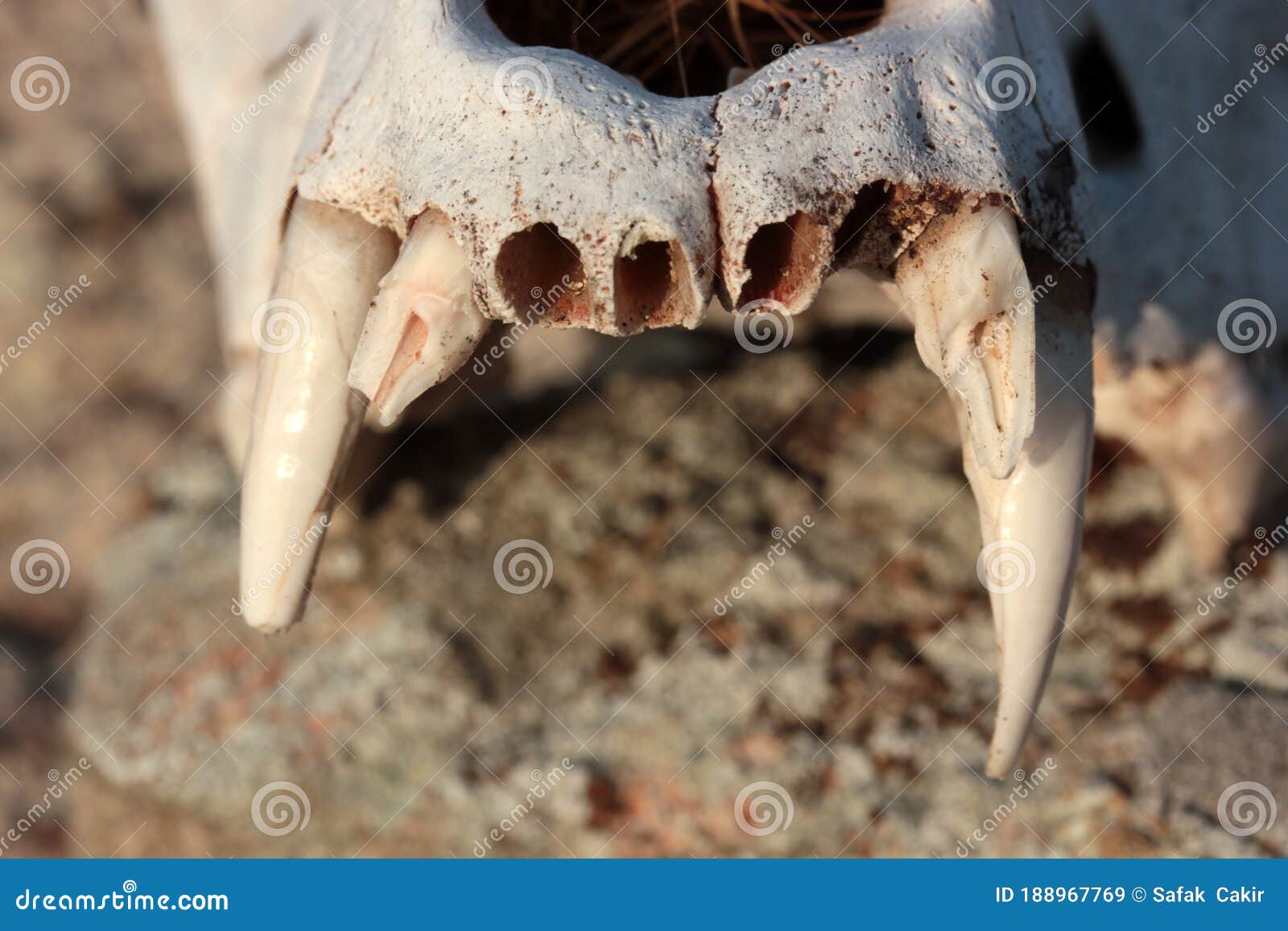 Fox jaw stock image. Image of biology, biting, horror - 188967769
