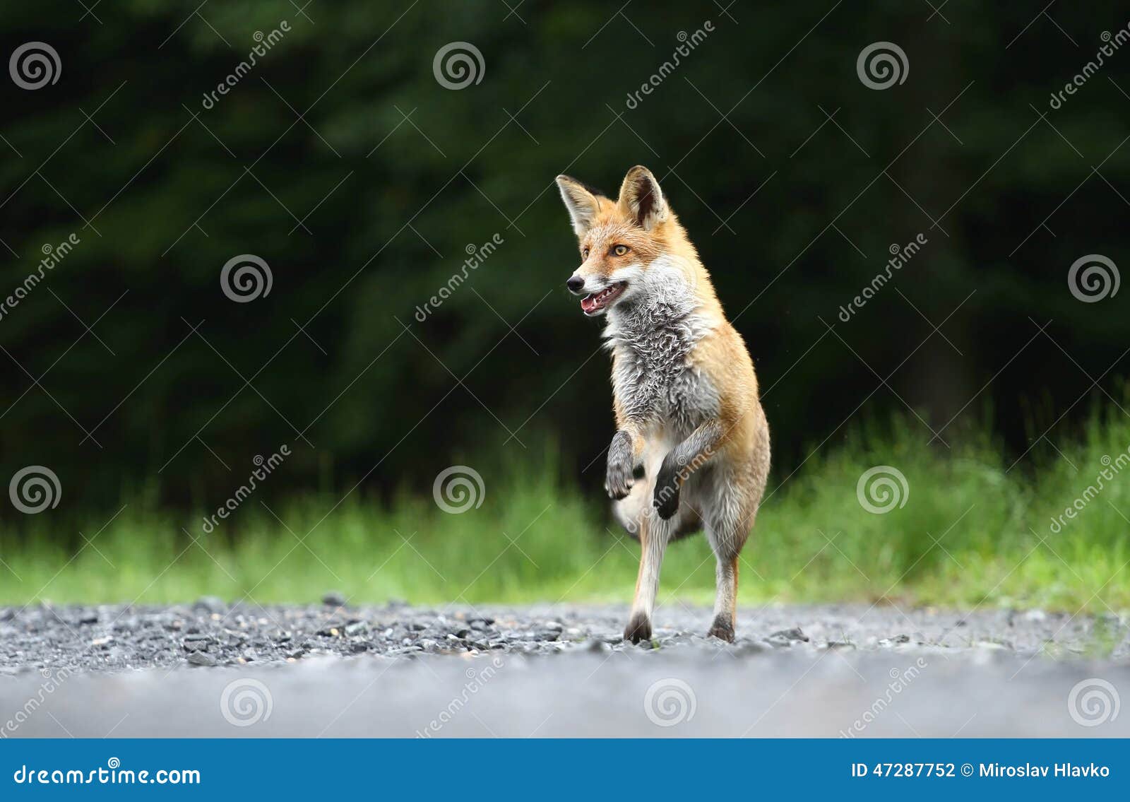 Fox jumping stock photo. Image of vixen, beast, killer - 47287752