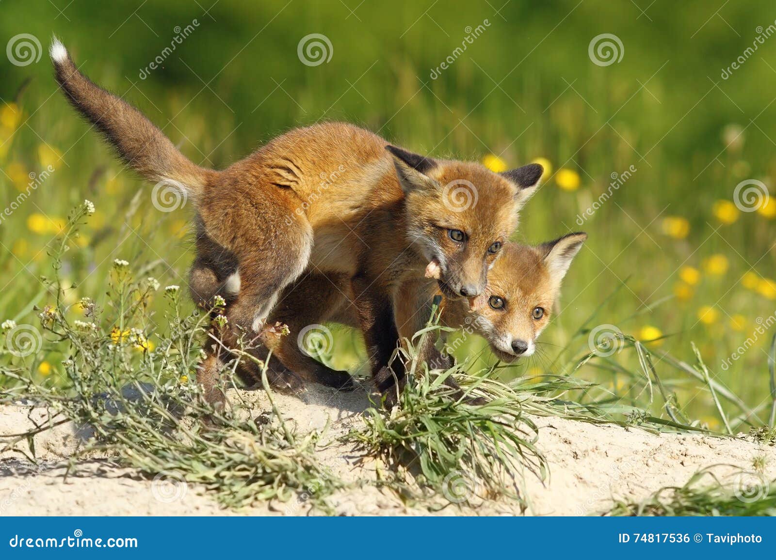 Fox-Junge, Die Fleisch Essen Stockfoto - Bild von fleisch, räuberisch ...