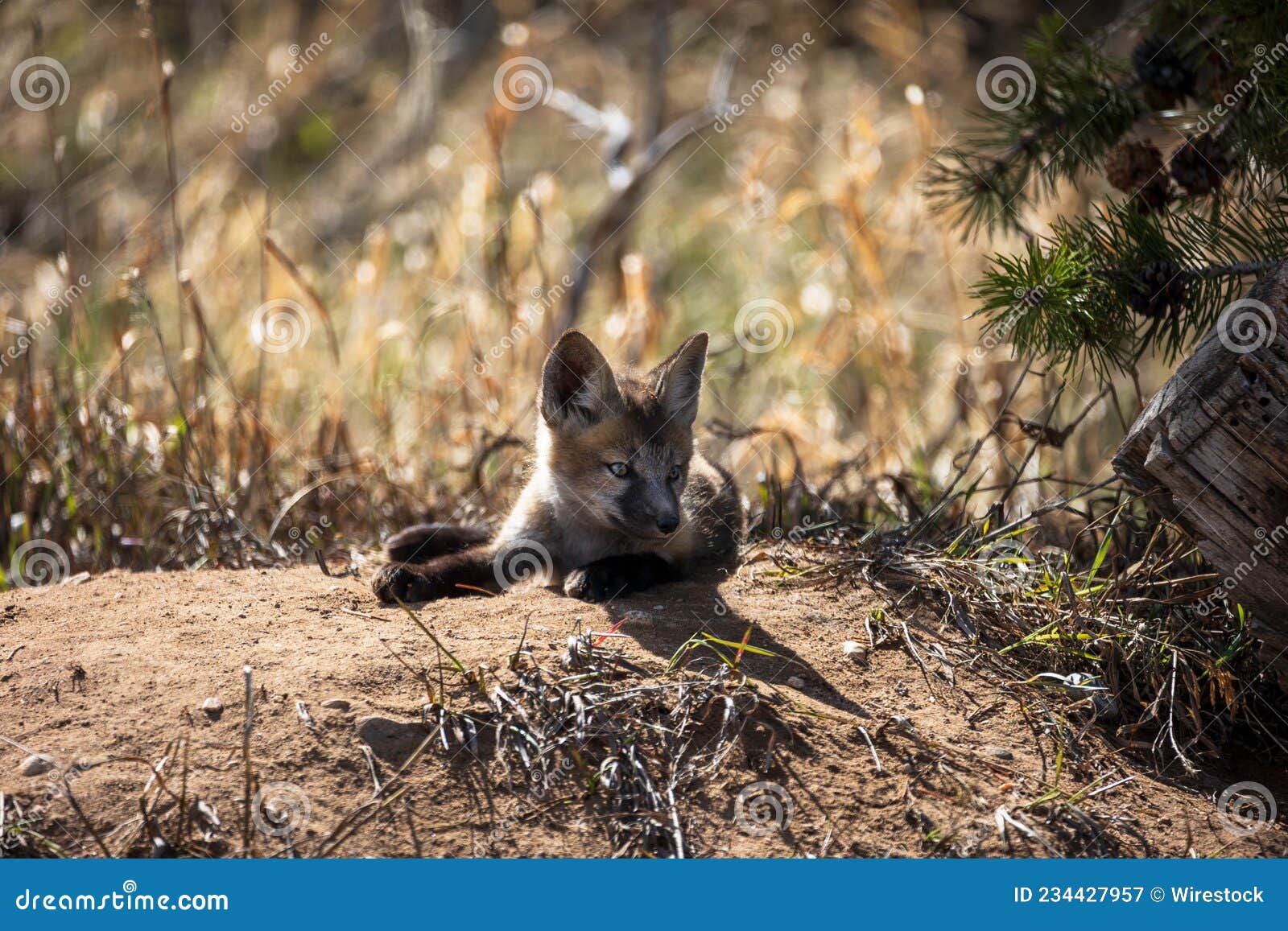 Fox Kit Resting on the Ground. Stock Image - Image of wildlife, young ...