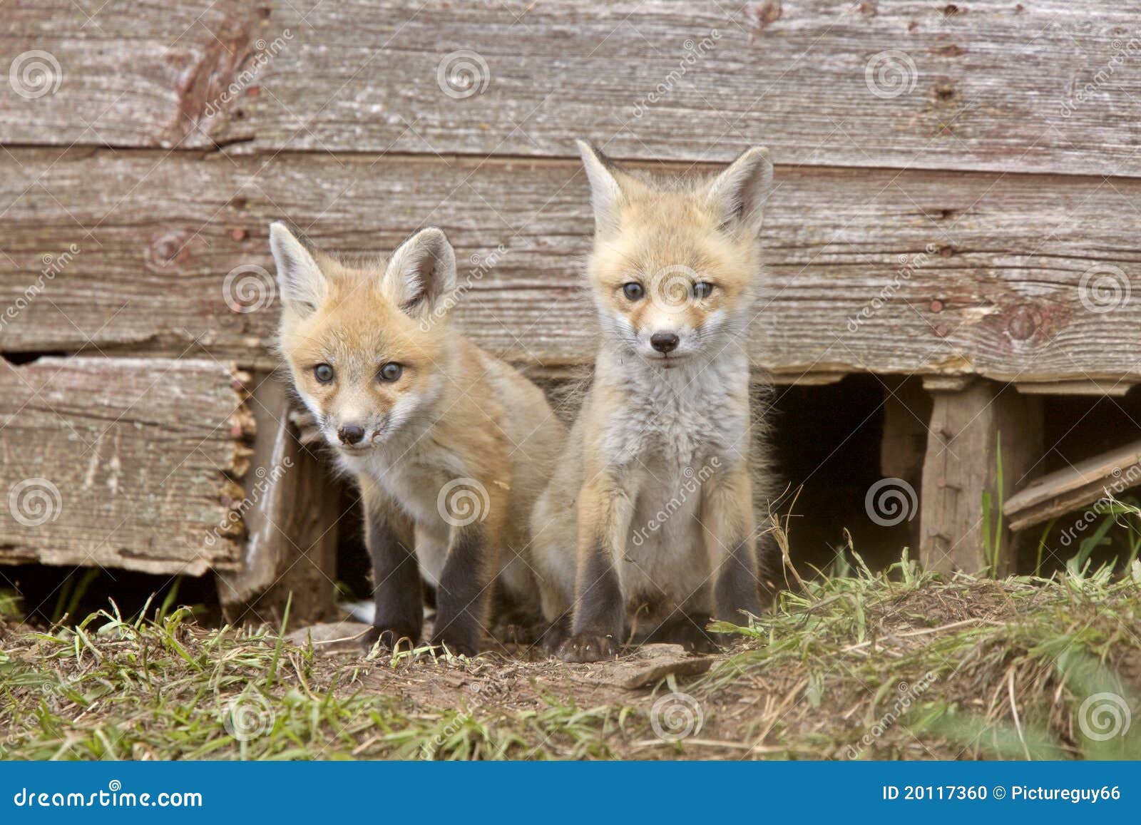 Fox Kits stock photo. Image of hair, baby, puppy, curious - 20117360
