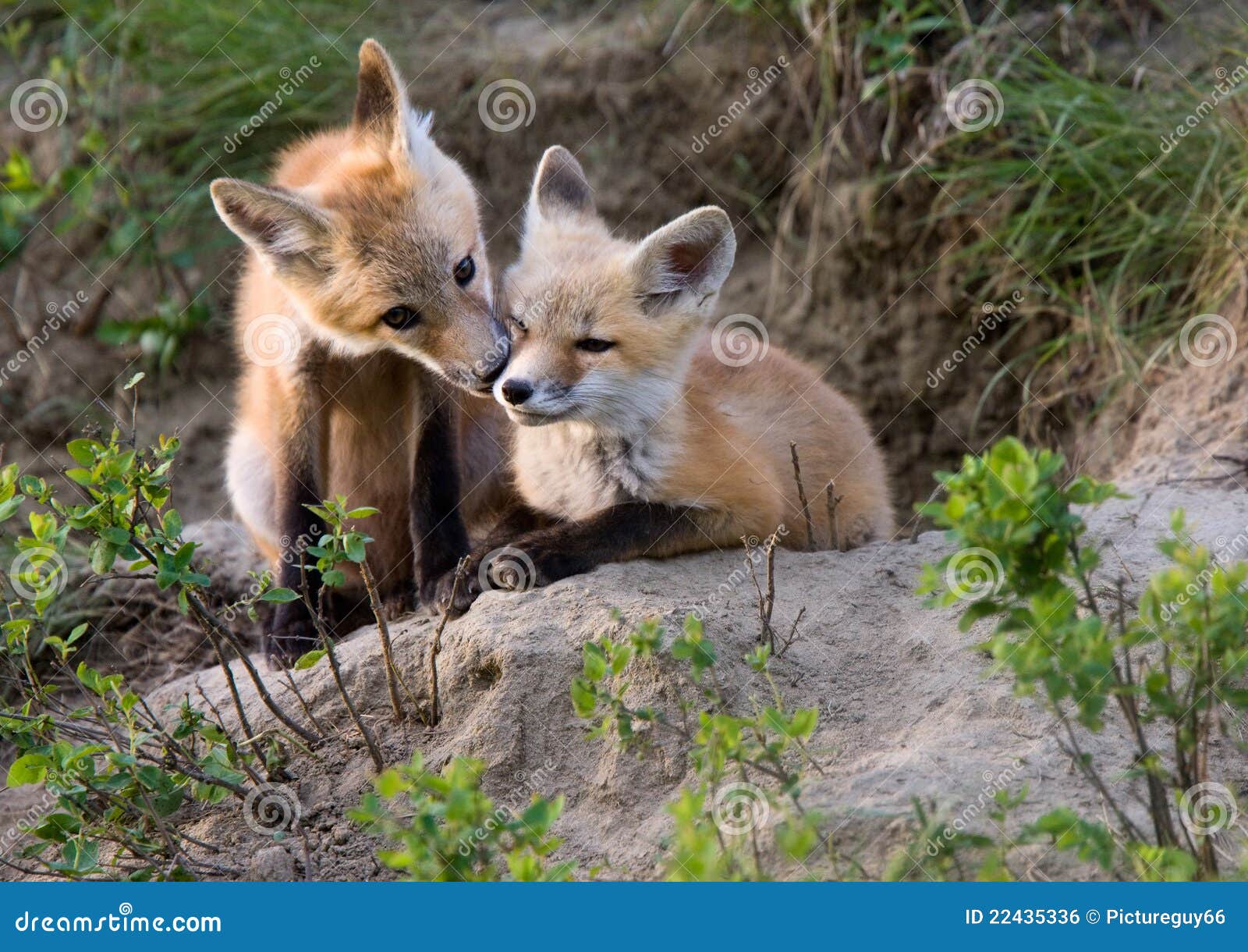 Fox Kits Canada stock photo. Image of cute, vulpes, nature - 22435336