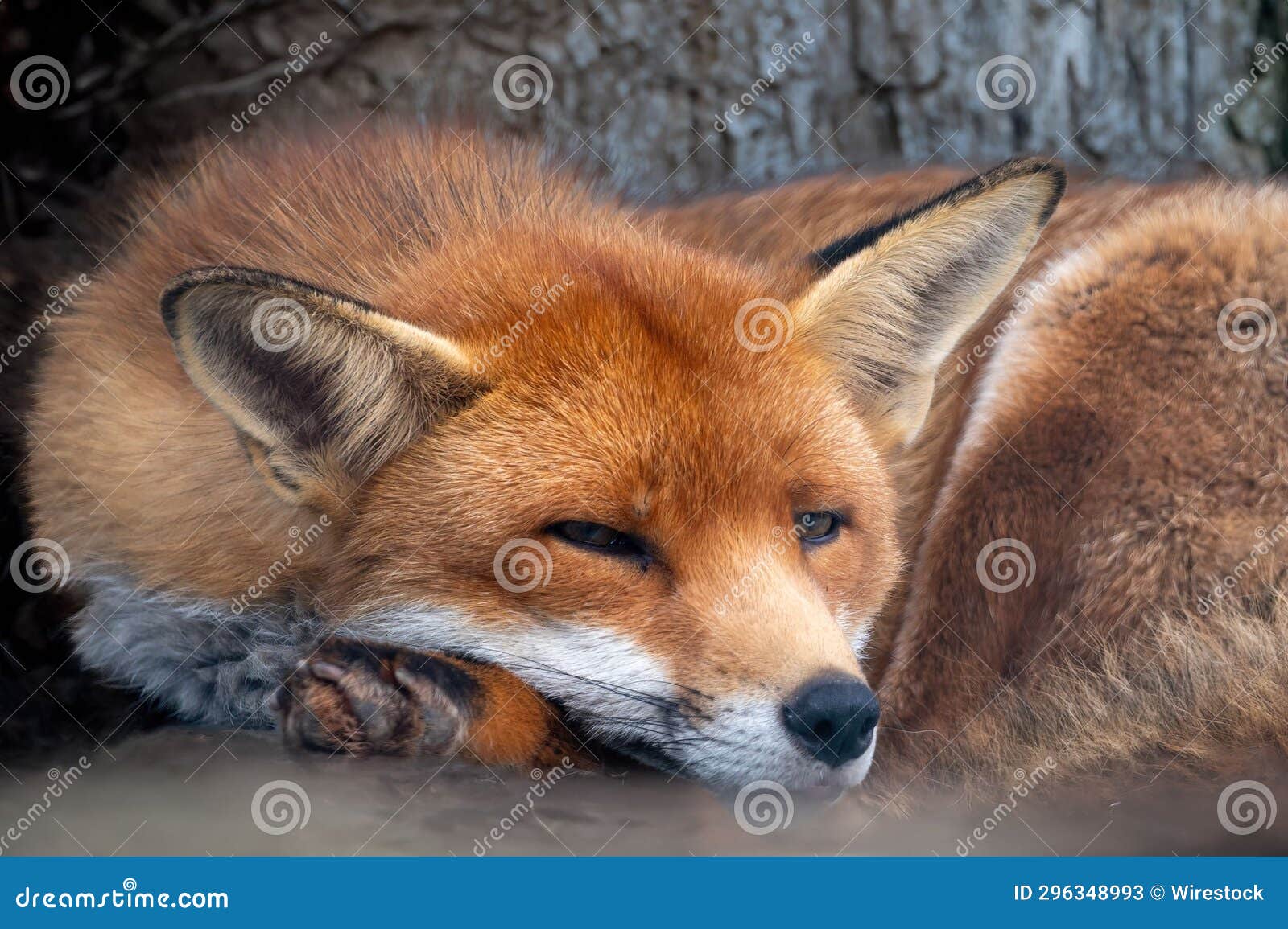The Fox is Laying Down Next To the Tree Trunk and Curled Its Head Up ...