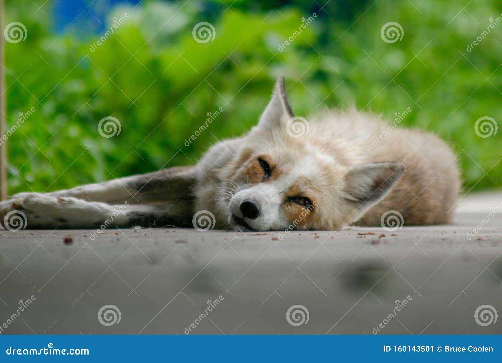 Fox Laying on the Ground Relaxing Stock Image - Image of ground ...