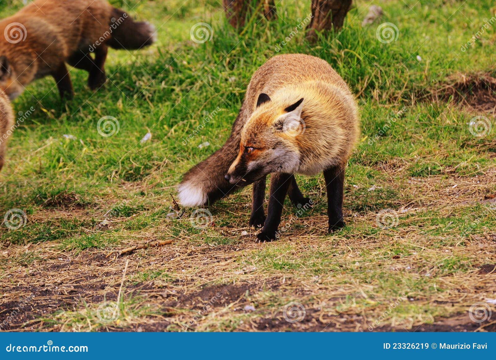 Fox leader stock image. Image of woods, life, mammals - 23326219