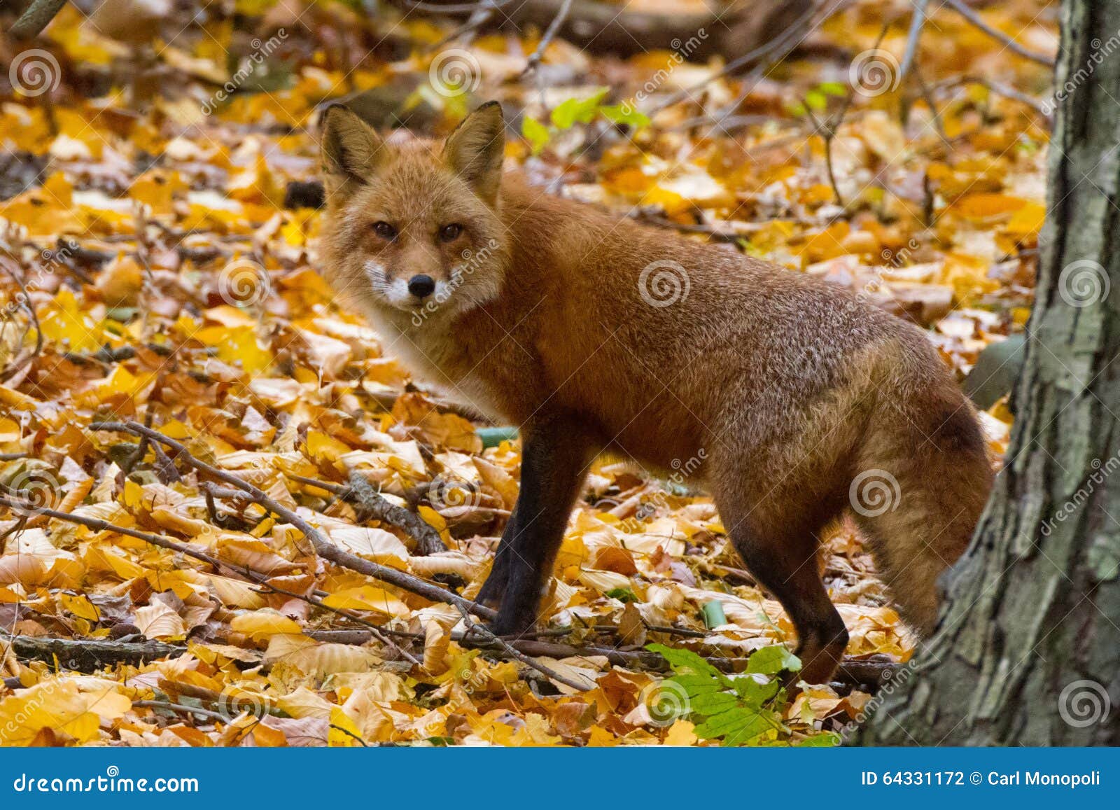Fox on Leafy Incline stock photo. Image of clever, fall - 64331172