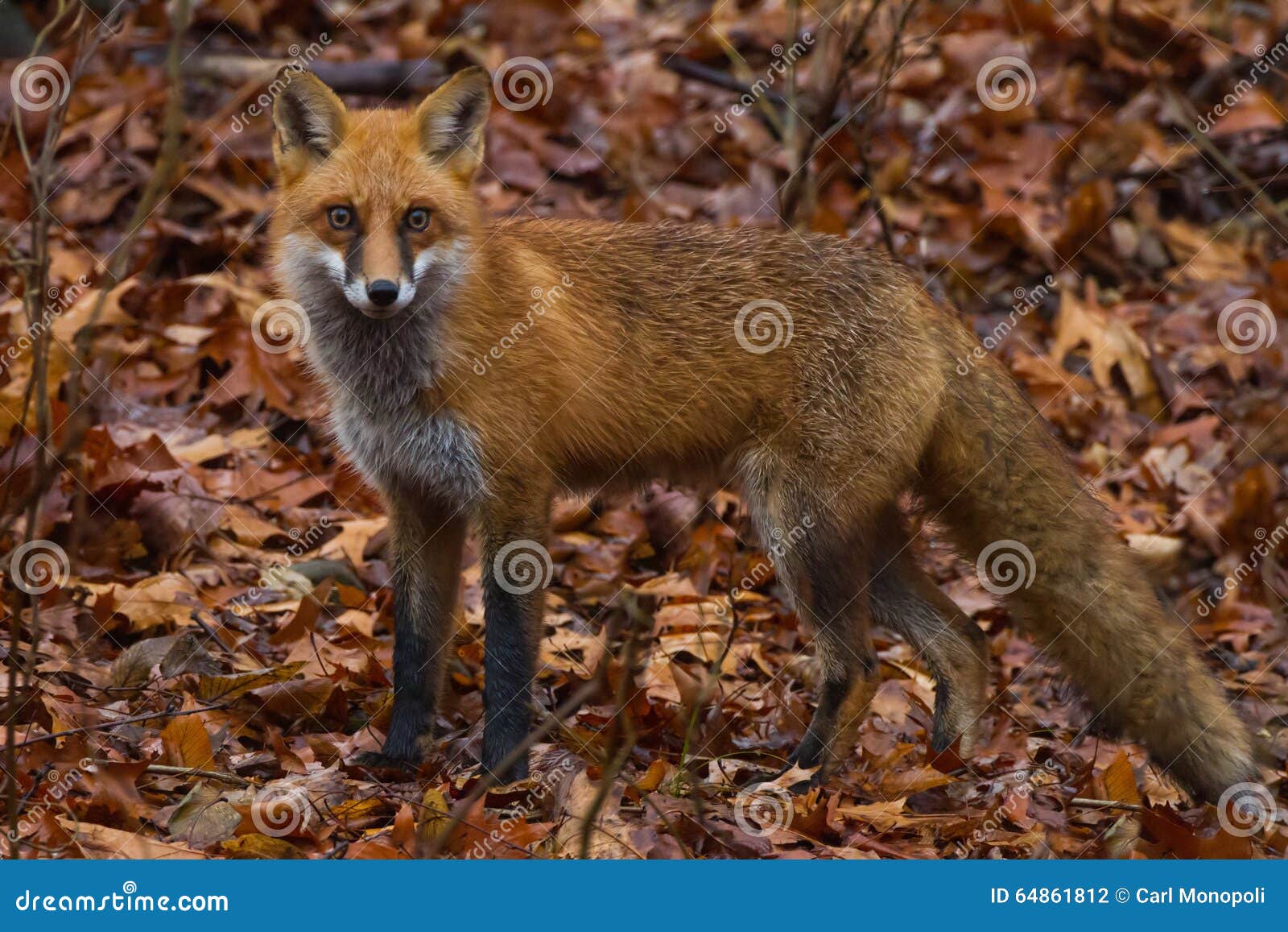 Fox leaves stock photo. Image of wild, length, nature - 64861812