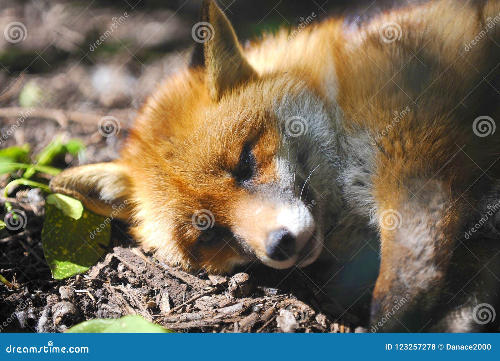 Fox led in the sun stock photo. Image of summers, cute - 123257278