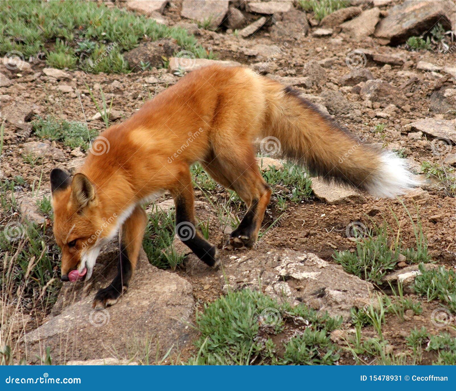 Fox Licking its Chops stock image. Image of teeth, licking - 15478931