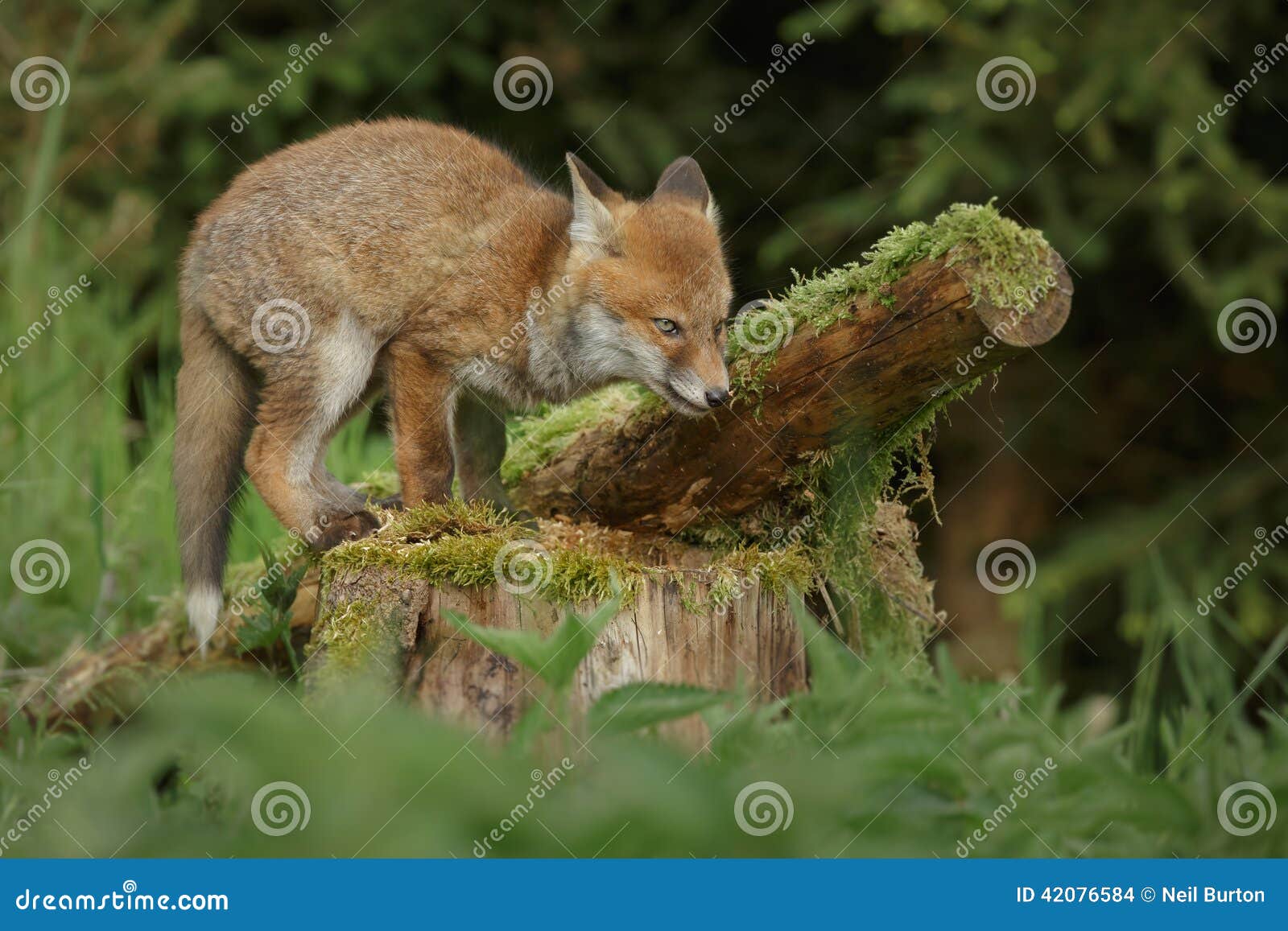 Fox on a log stock photo. Image of countryside, mammal - 42076584