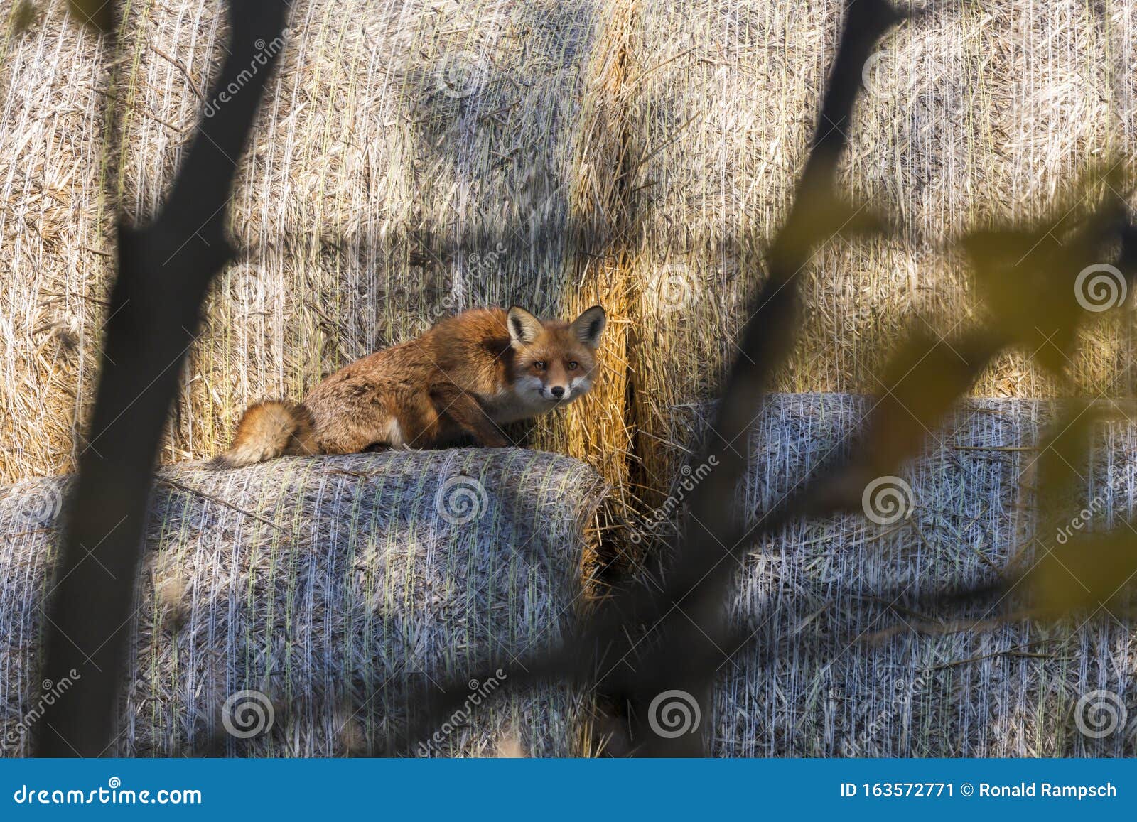 Fox Straw Bales Hunting Mice Stock Photos - Free & Royalty-Free Stock ...