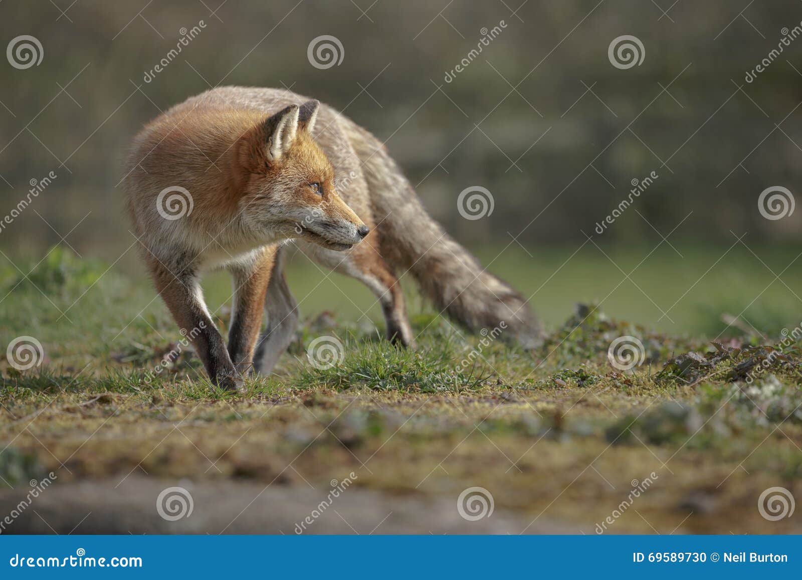 Fox looking backwards stock photo. Image of furry, hunt - 69589730