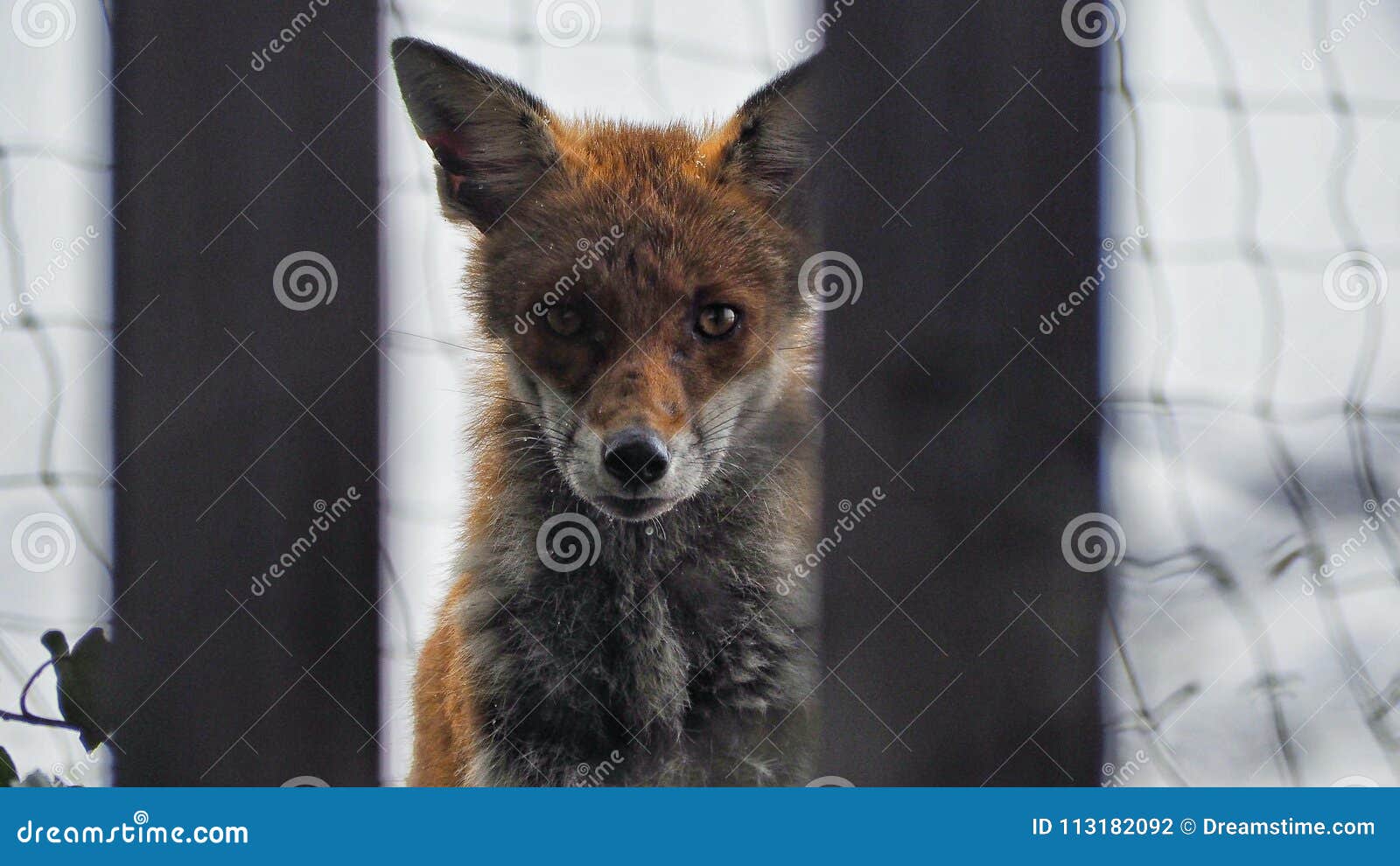 Fox looking at camera stock photo. Image of camera, looking - 113182092