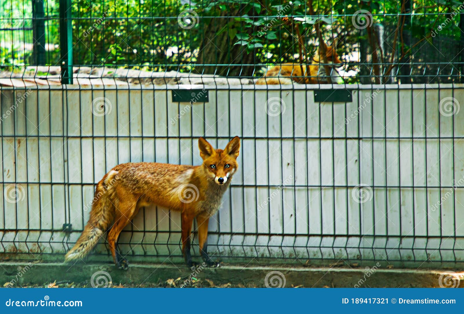 Fox Looking through Fence of the Cage Stock Image - Image of fence ...